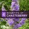 Chasteberry Extract. Regulate Hormones for Balanced Health
