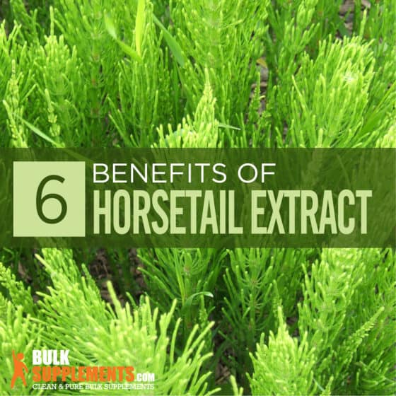 Horsetail Extract Benefits, Side Effects and Dosage