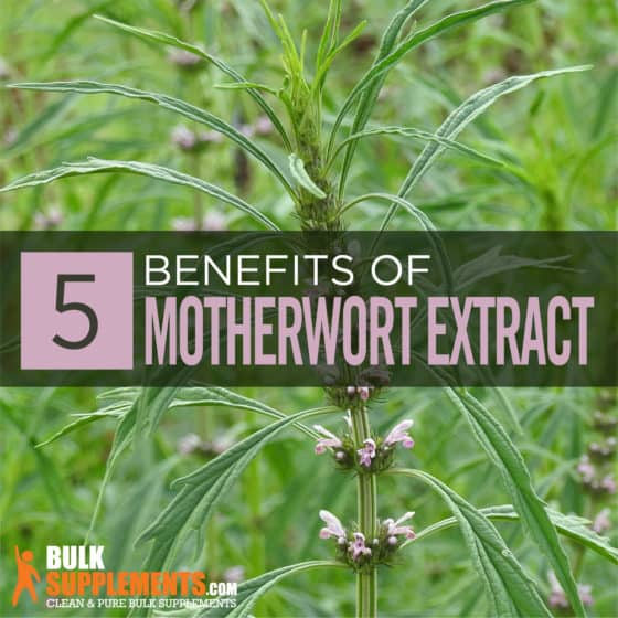 Motherwort Extract: Benefits, Side Effect & Dosage