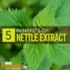 Nettle Extract: Benefits, Side Effects & Dosage