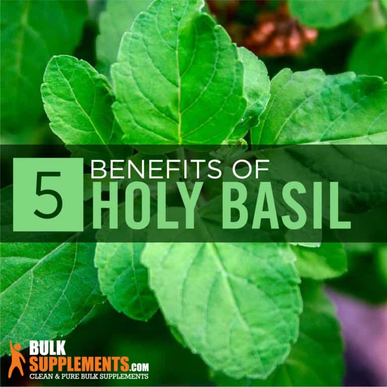 Holy Basil Benefits, Side Effects and Dosage