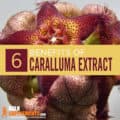 Caralluma Extract: Benefits, Side Effects & Dosage