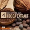 Cocoa Extract: Benefits, Side Effects & Dosage