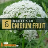 Cnidium Fruit Extract﻿: Benefits, Side Effects & Dosage