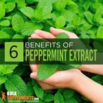 Peppermint Extract: Benefits, Side Effects & Dosage