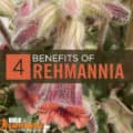 Rehmannia: Benefits, Side Effects & Dosage