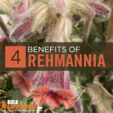 Rehmannia: Benefits, Side Effects & Dosage