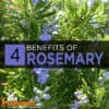 Rosemary Extract: Benefits, Side Effects & Dosage | BulkSupplements.com