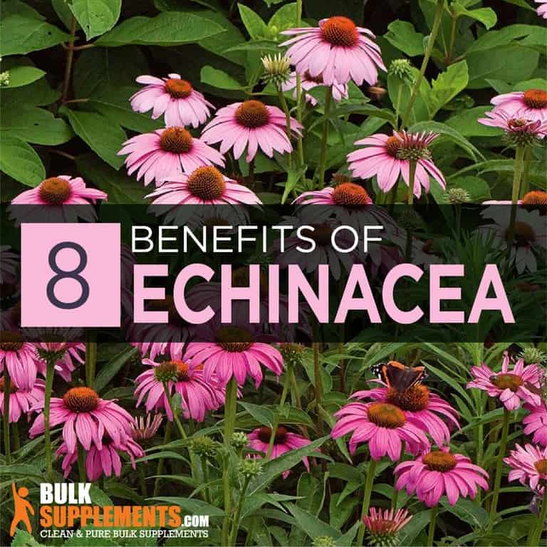 Echinacea Extract. Enhance Your Wellness. Shield Yourself From Illnesses