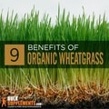 Organic Wheatgrass: Benefits, Side Effects & Dosage
