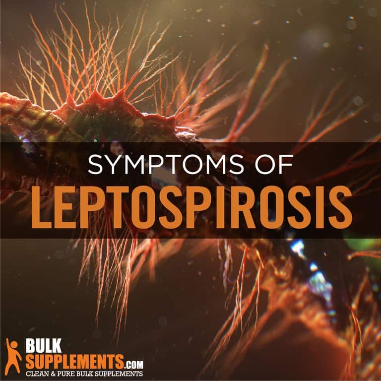 Leptospirosis: Stay Informed on this Rare Bacterial Infection