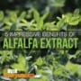 5 Impressive Benefits of Alfalfa Extract & How to Use It