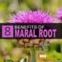 8 Benefits of Maral Root Extract Powder