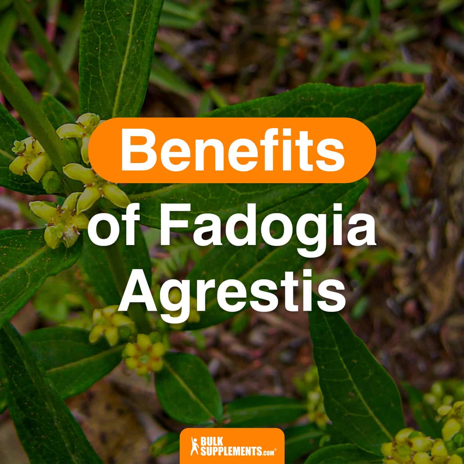 Fadogia Agrestis Supplement. Rev Up Your Energy. Get That Extra Kick!