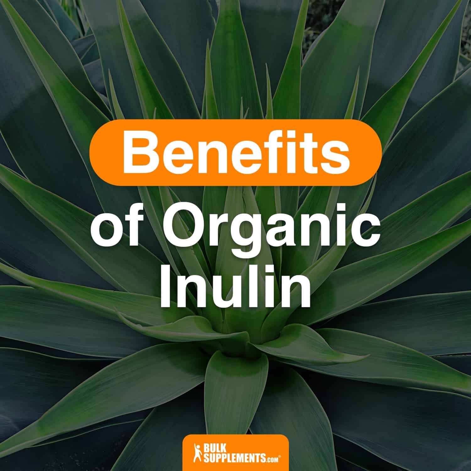 Organic Inulin. Boost Your Digestive Health with Supplements